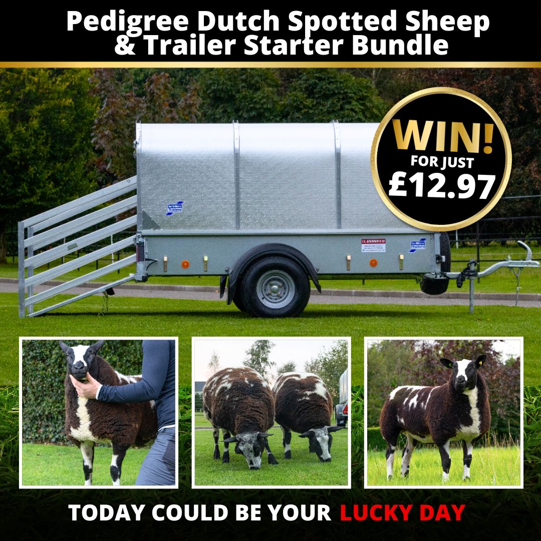Pedigree Dutch Spotted Sheep & Trailer Starter Bundle - Lucky Day ...